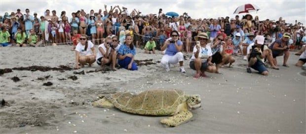 'Miracle turtle' released as crowd cheers in Fla. - Olean Times Herald