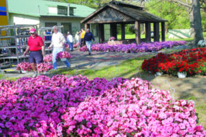 Annual flower sale to aid Genesis House - Olean Times Herald