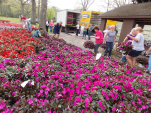 Geraniums for Genesis House come to town - Olean Times Herald
