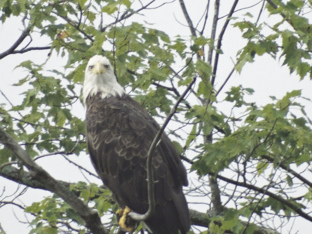 State and Union: Another area bald eagle poses for camera - Olean Times Herald