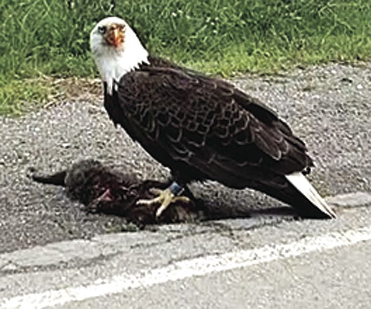 State and Union: Bald eagle samples roadkill on W. River Road - Olean Times Herald
