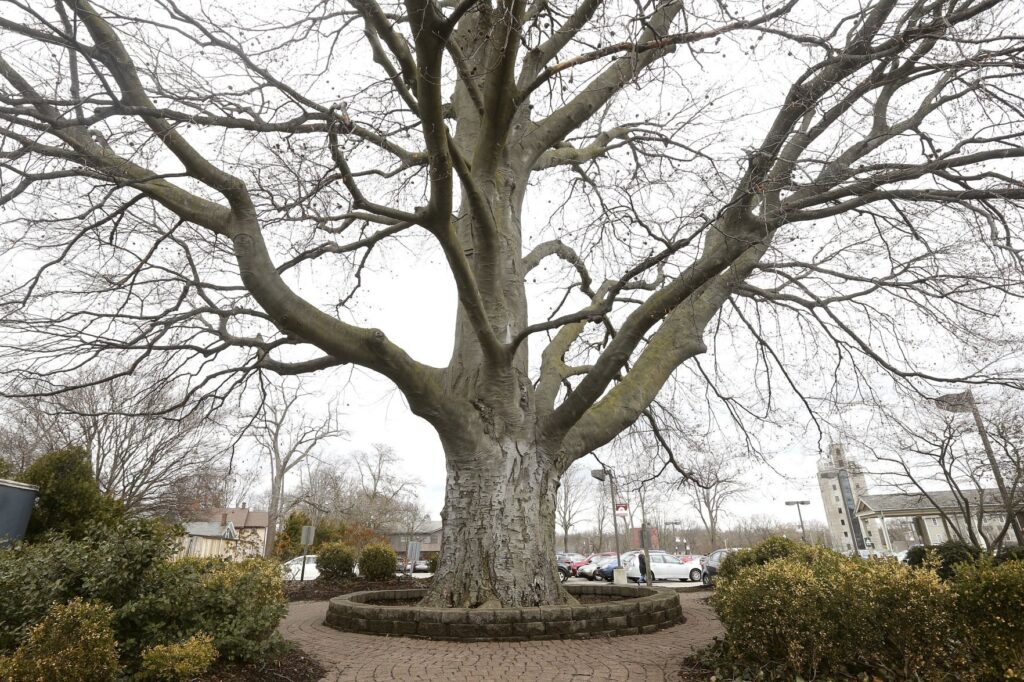 Town bids farewell to iconic, 200-year-old copper beech tree - Olean ...