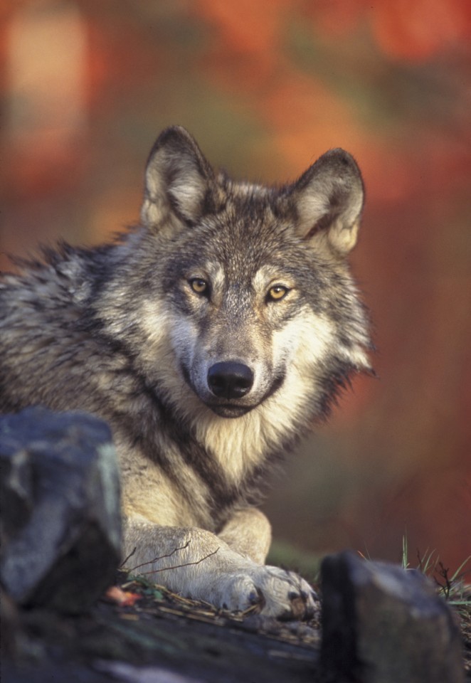 As coyotes thrive, no sign of wolves living in New York state - Olean ...