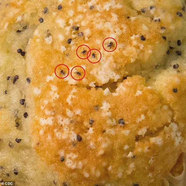 State & Union: CDC asks, can you spot the difference between a tick and ...