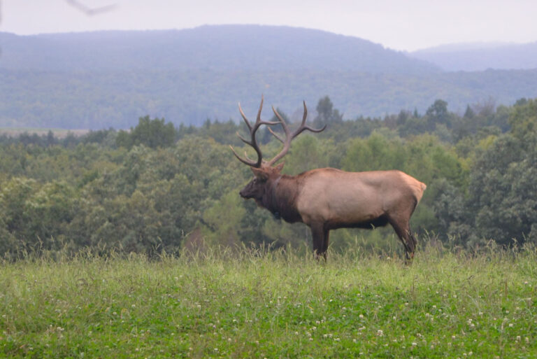 Pa. Game Commission's elk cam is streaming - Olean Times Herald