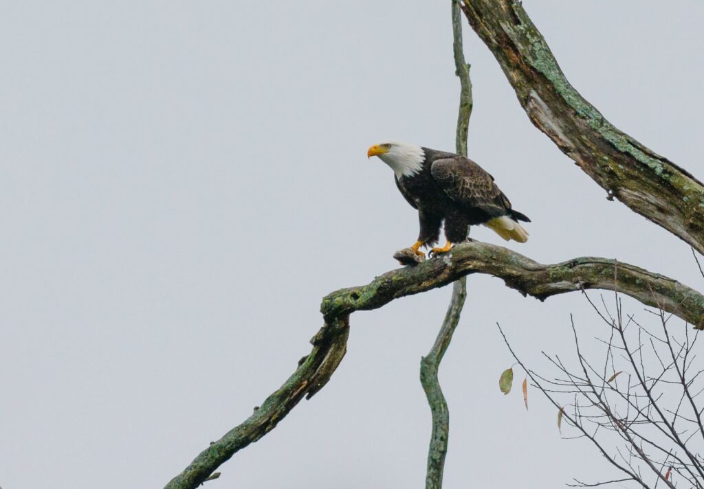 Bald eagles' success story topic of ASP Historical Society presentation - Olean Times Herald