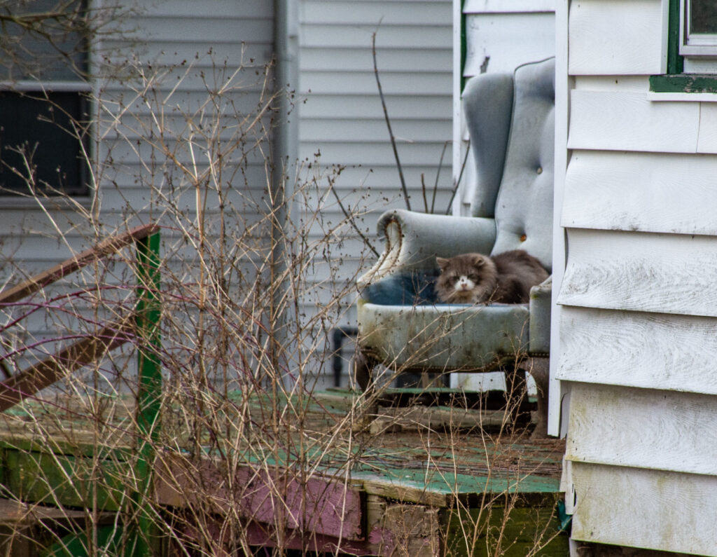 Olean contracts with Purrfect Kitty for cat control work - Olean Times ...