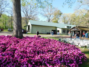 Annual geranium sales to benefit Genesis House are hoped to be held in ...