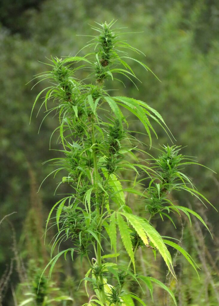 Seneca Nation enters hemp growing industry with USDA approval - Olean ...