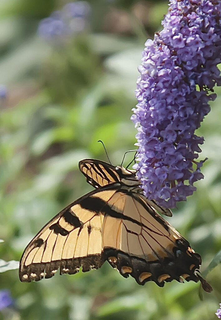 On Gardening: Lo & Behold the Ruby Chip butterfly bush - Olean Times Herald