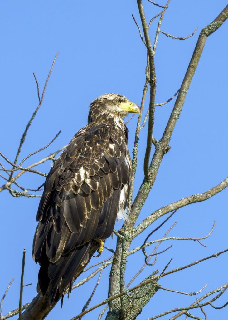 The Eagle Whisperer: The bald eagle's range in North America - Olean Times Herald