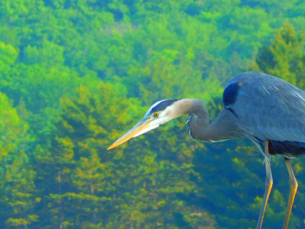 The surprising portrait of wildlife at Gorton Pond - Olean Times Herald