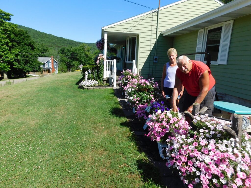 Allegany couple enjoys sea of pink petunias - Olean Times Herald