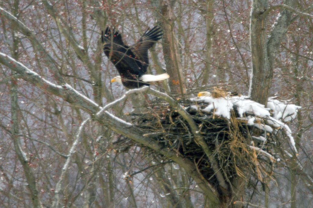The Eagle Whisperer: Bald eagles in winter - Olean Times Herald