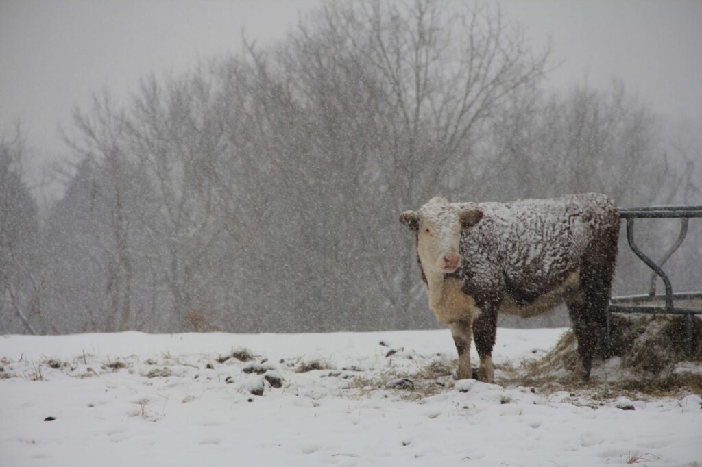 Are those cows cold? - Olean Times Herald