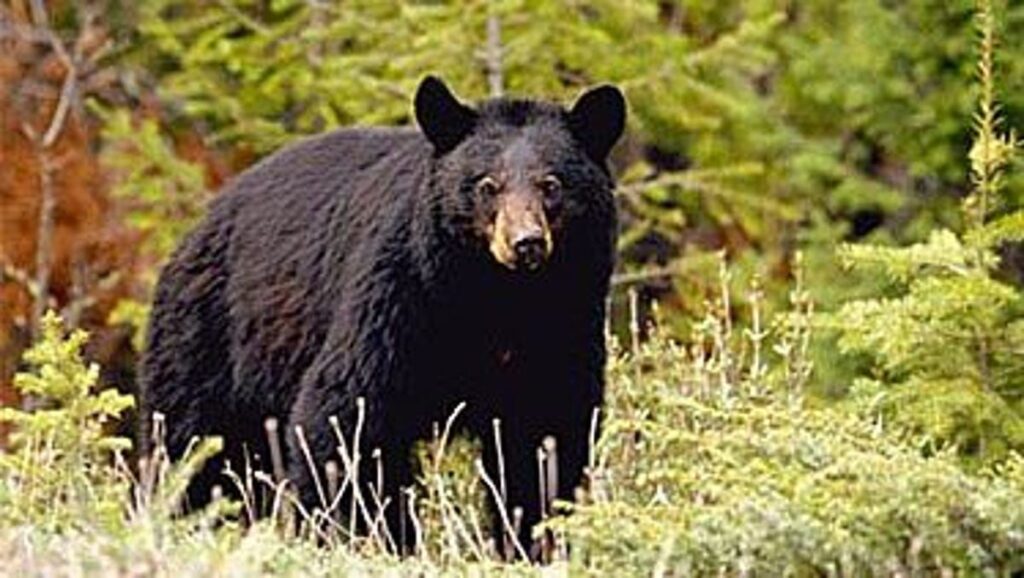 Pa. bear population drops sharply, says Game Commission - Olean Times ...