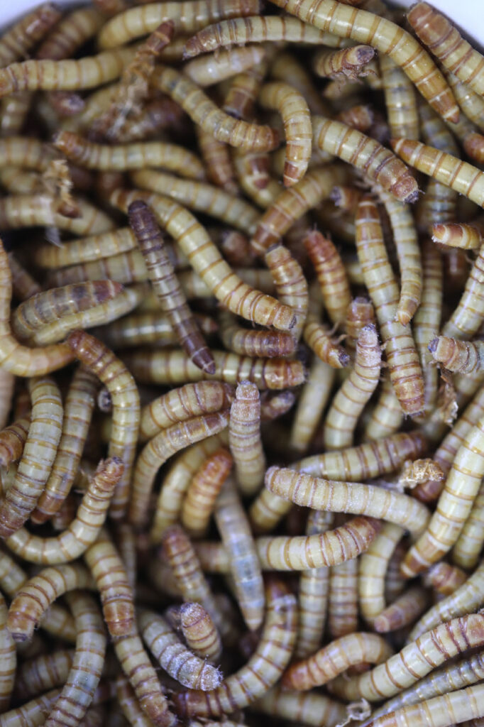 State & Union: Bon appetit, larva lovers - Olean Times Herald