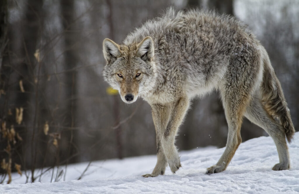 Ridding your area of ‘devil dog’ coyotes - Olean Times Herald