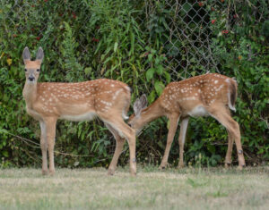 Whitetail deer in NY, Pa. exposed to COVID - Olean Times Herald