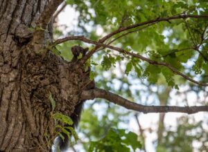 Olean Tree Inventory and Community Forest Management Plan meeting ...