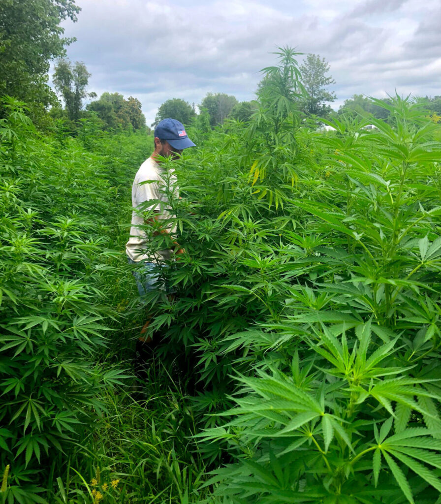 NY's marijuana rollout inches along as NJ starts sales - Olean Times Herald