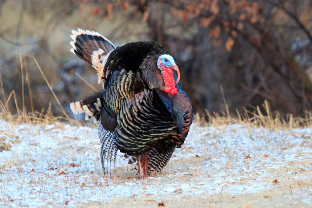 Spring gobbler season opens Saturday across Pa. - Olean Times Herald