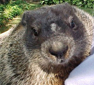 WNY's Dunkirk Dave claims 94% accuracy in predicting winter's end ...