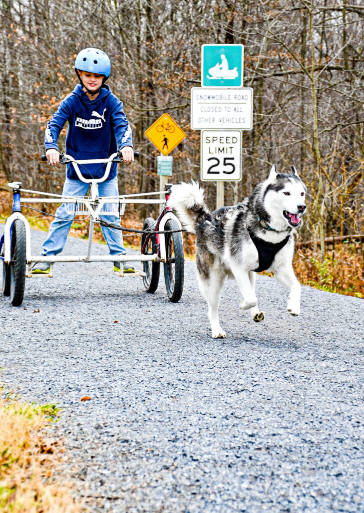 Sled dog event at Kinzua Bridge is on — snow or no snow - Olean Times ...