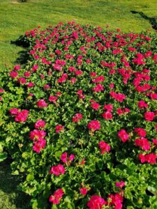 State & Union: 2 weeks left in Genesis House's geranium sale - Olean ...