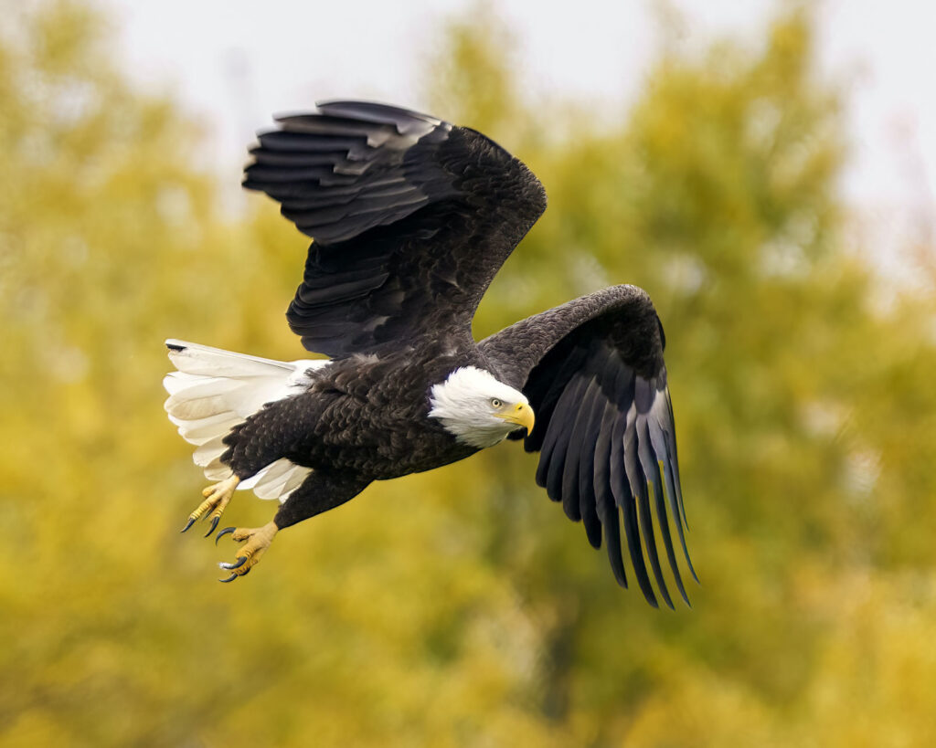 Alle-Catt Wind Farm expected to take toll on bald eagles - Olean Times Herald