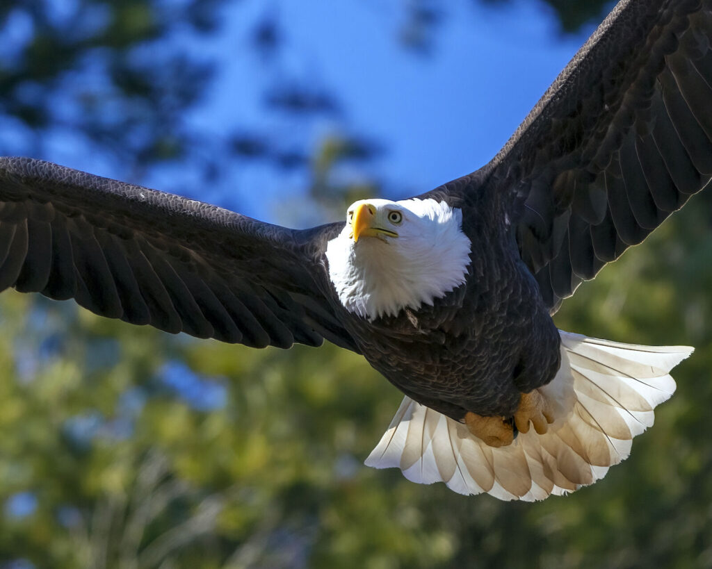 Public comment open on Alle-Catt bald eagle mitigation plan - Olean ...