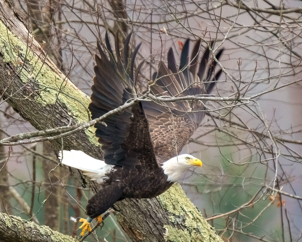 Schroder disappointed at ruling in future Alle-Catt eagle deaths - Olean Times Herald