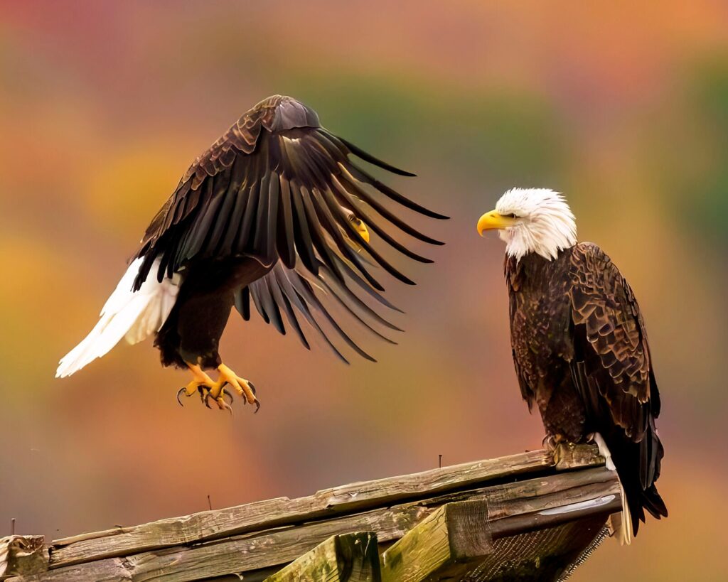 Limestone eagle pair - Olean Times Herald