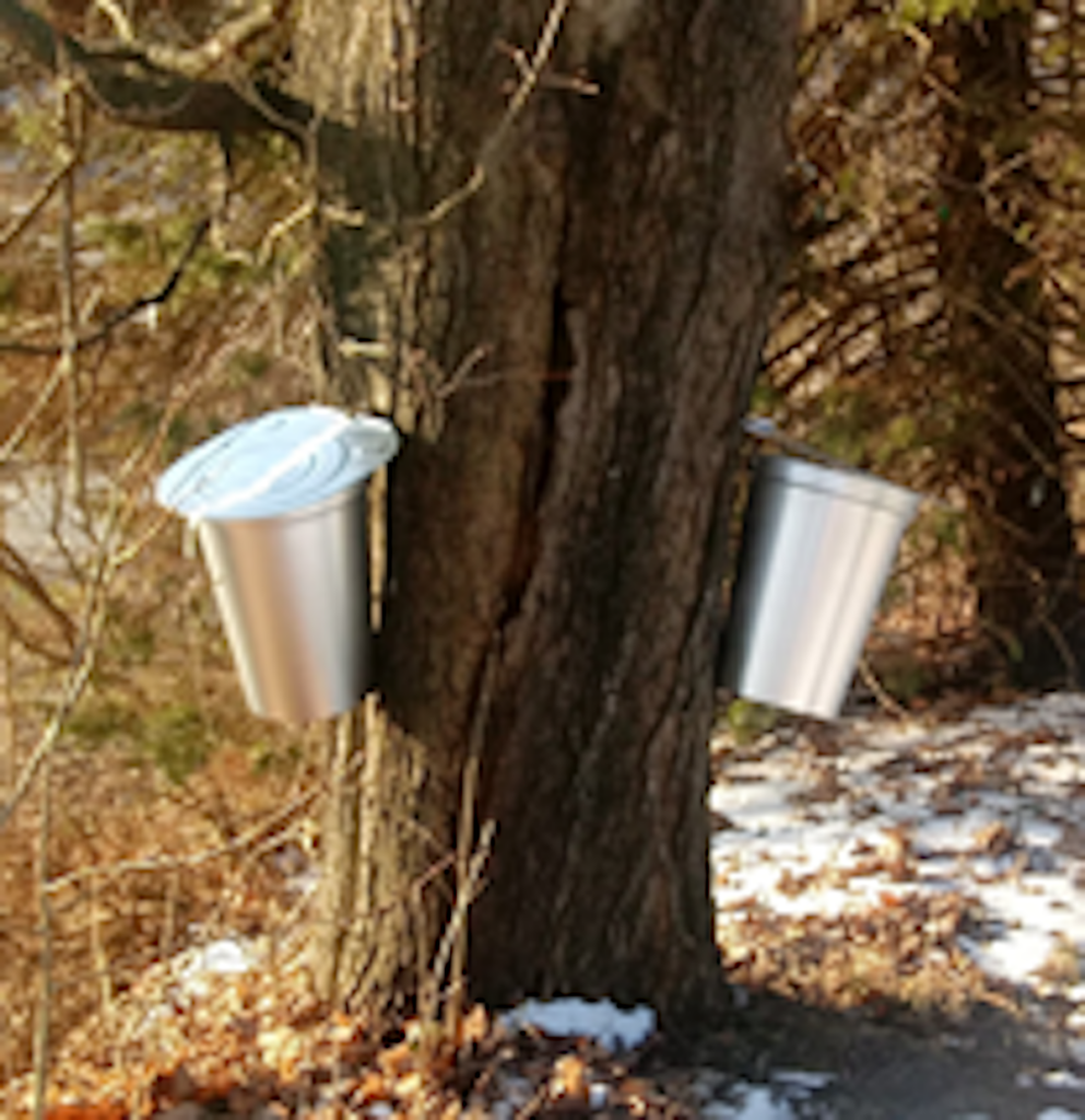 Cornell Cooperative Extension offers maple syrup workshop - Olean Times ...