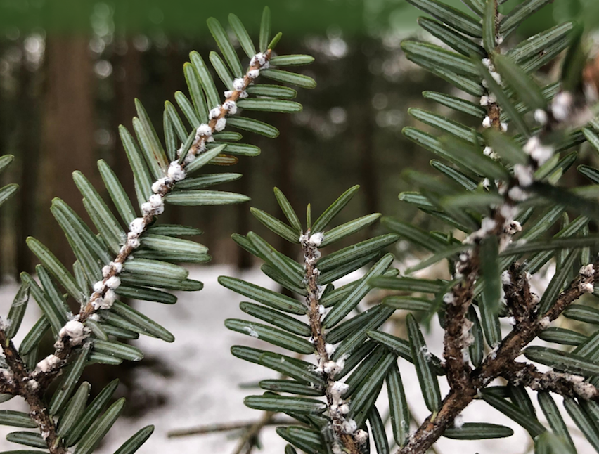 State & Union: Take part in monitoring hemlock trees from invasive ...