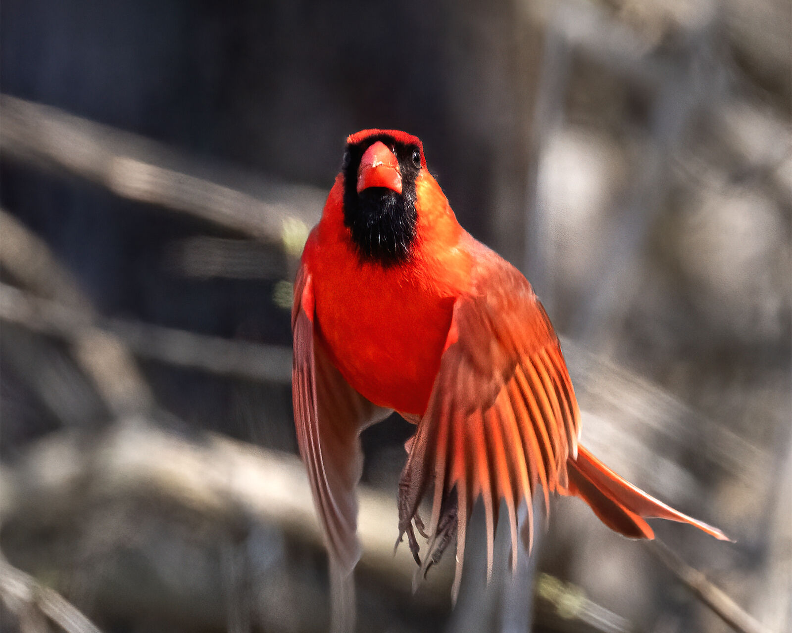 Flock together for the Great Backyard Bird Count this weekend - Olean ...