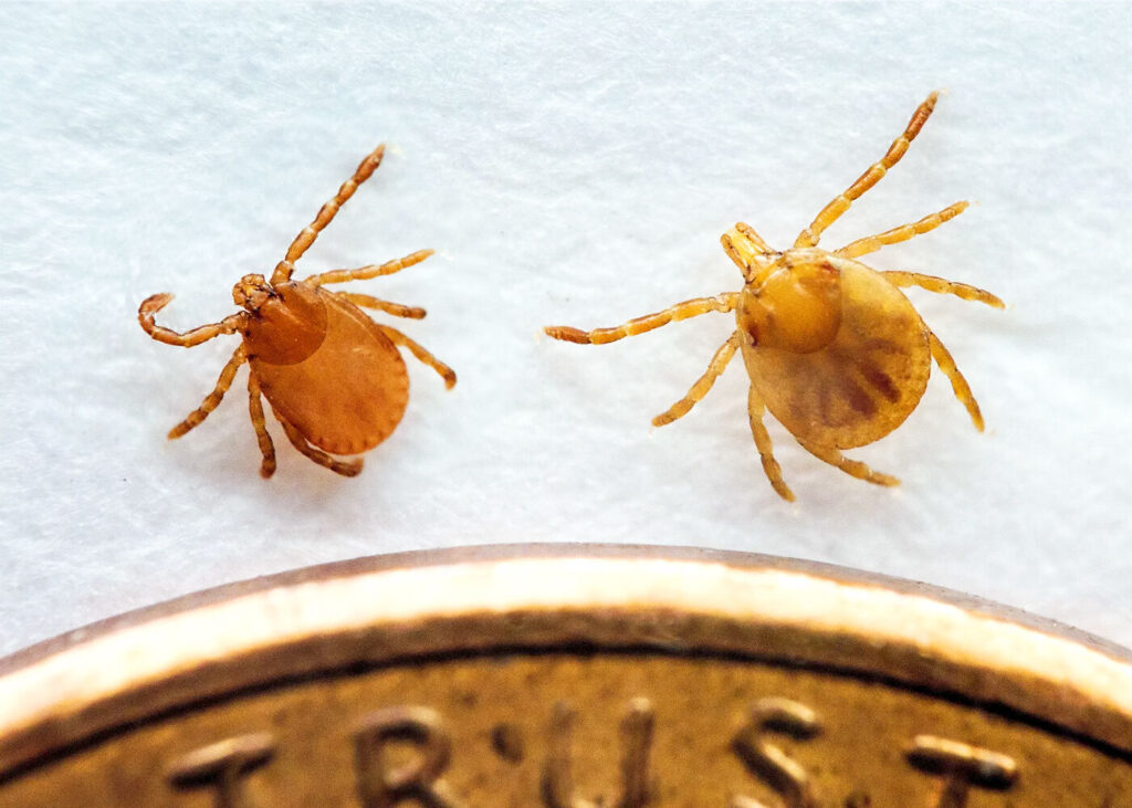 State & Union: Cornell Extension to study ticks in Cattaraugus ...