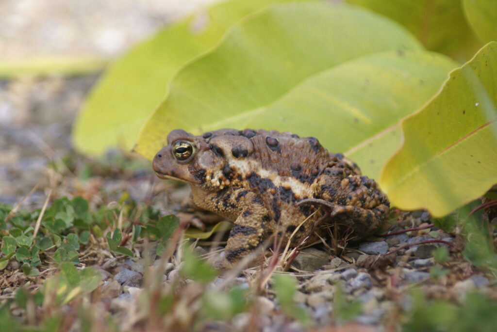 Learning about the world of toads - Olean Times Herald