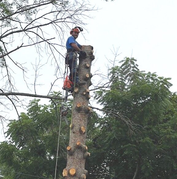 Area man finds second career in treetops thanks to BOCES training ...