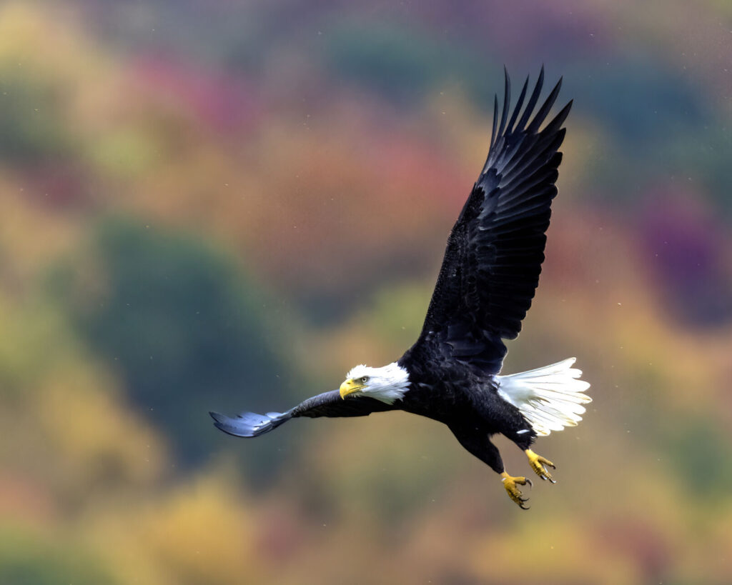 Bald eagle in flight - Olean Times Herald