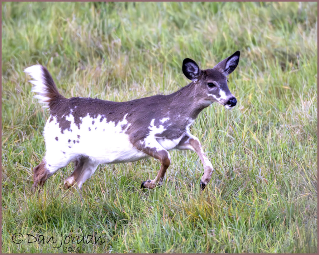 Piebald fawn in area - Olean Times Herald