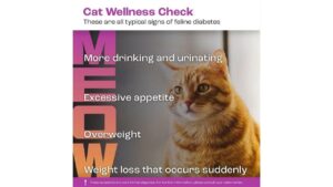 Early Detection and Management of Feline Diabetes: What Cat Owners Need ...