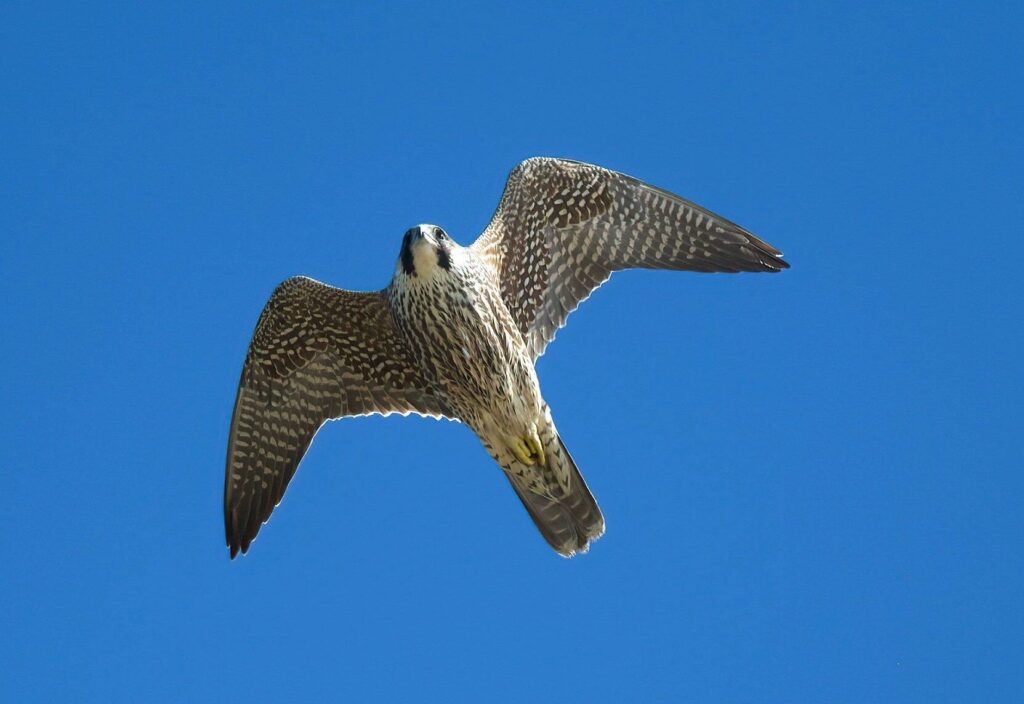 Hawk watching during the fall migration - Olean Times Herald