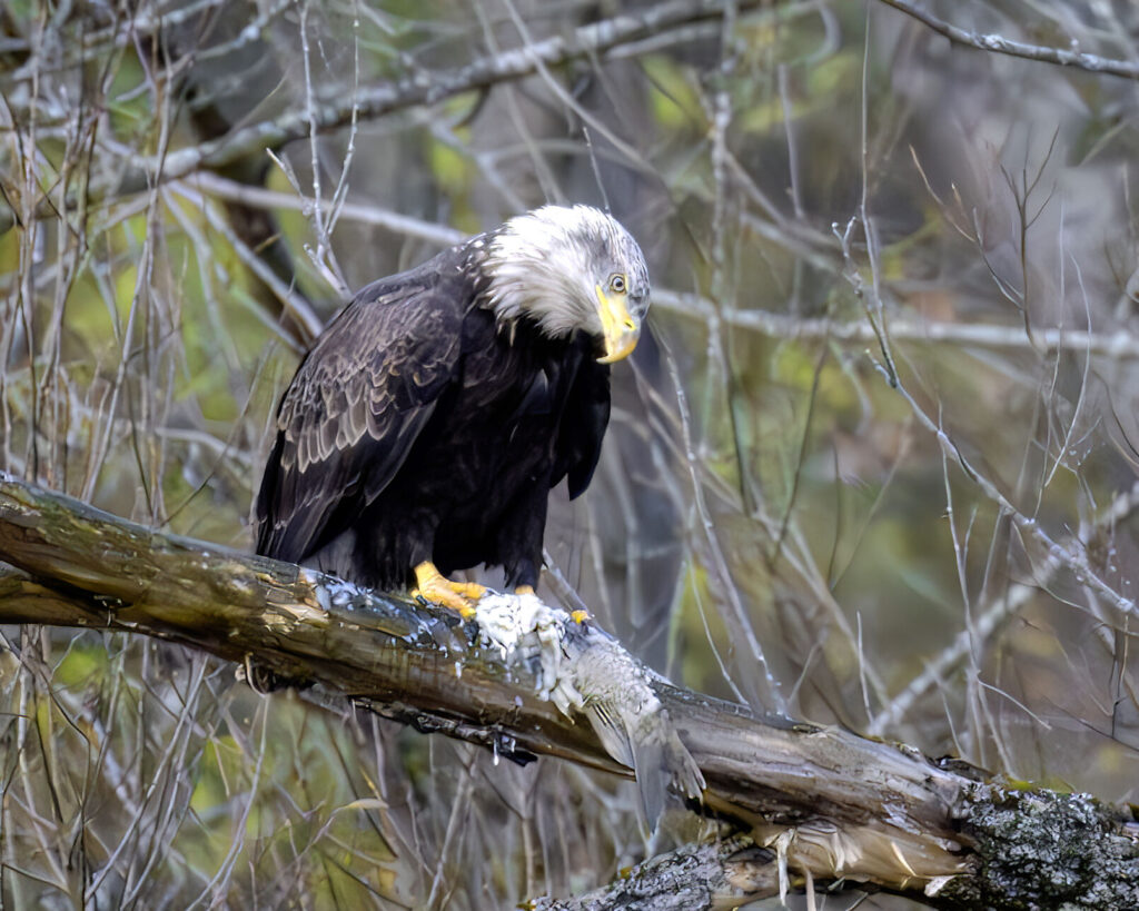 Successful fishing in Olean - Olean Times Herald