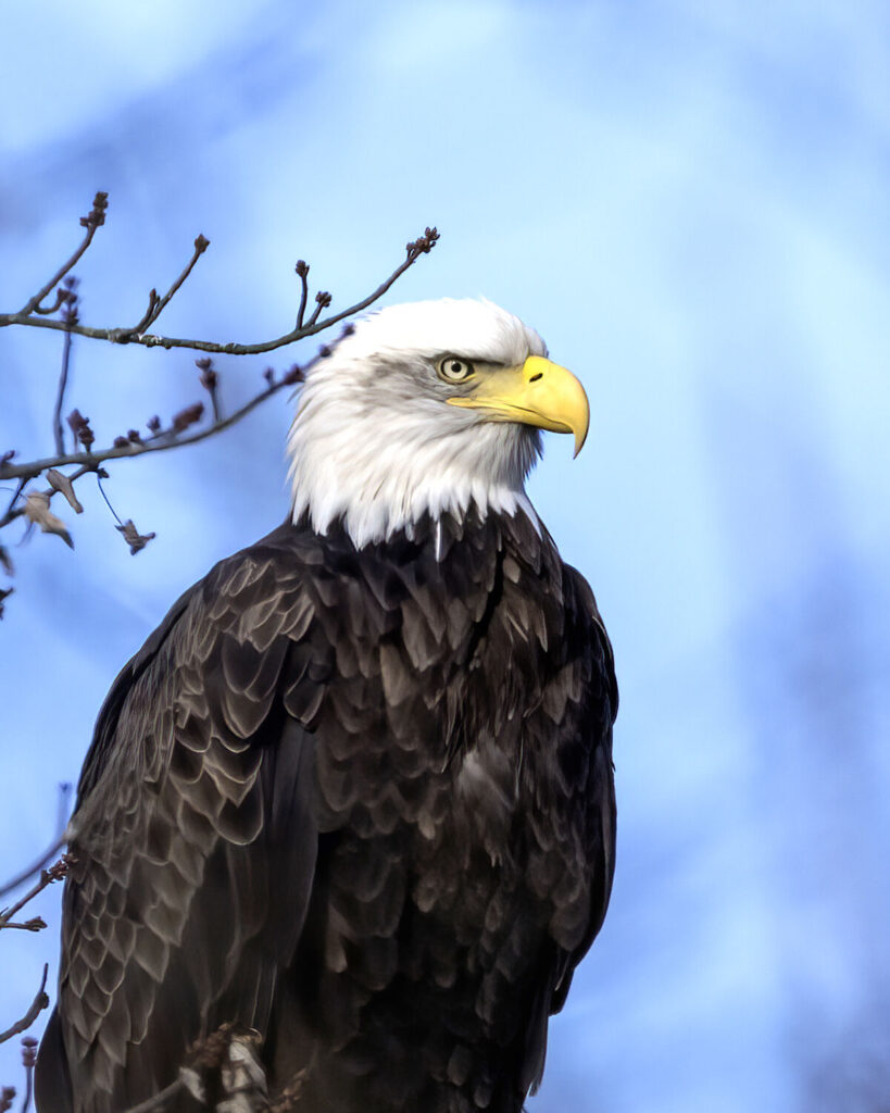 Allegheny River eagle - Olean Times Herald