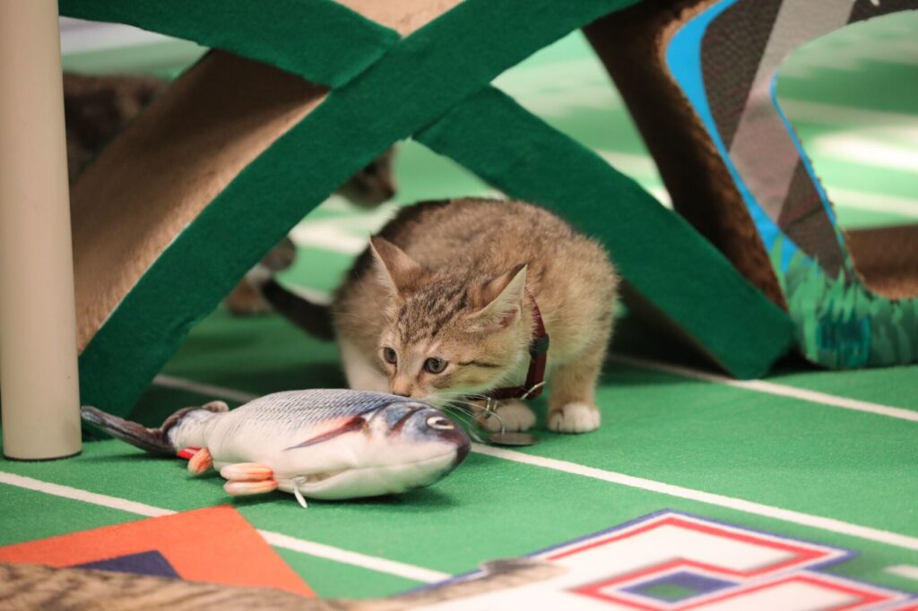 'GREAT AMERICAN RESCUE BOWL' RETURNS TO THE GRIDIRON SUNDAY, MORE ...