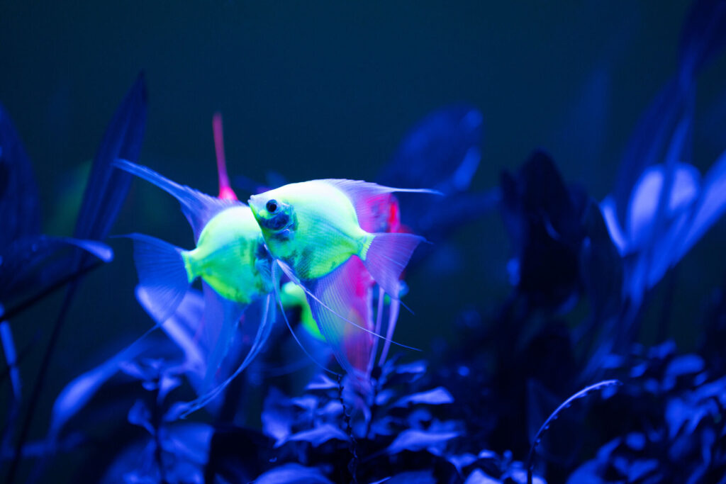 Bringing Color to Life®: GloFish® Brand Unveils New Electric Green ...