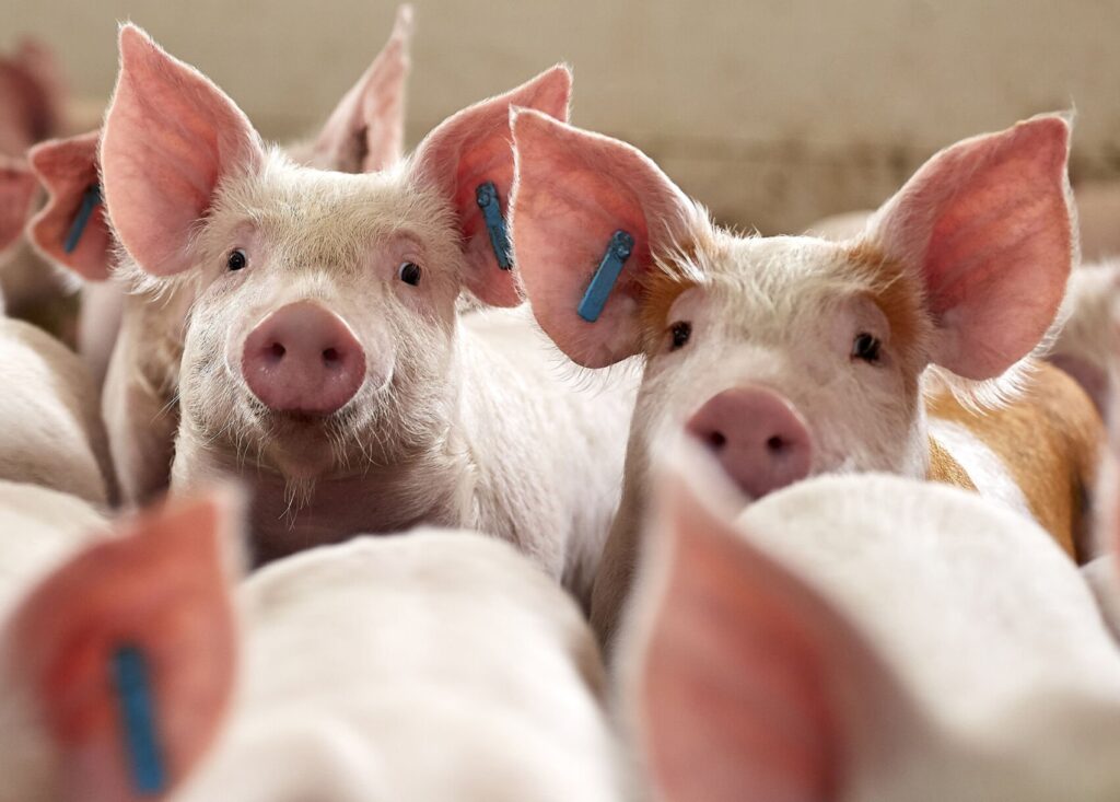IFF Extends Enviva® PRO Probiotic Range to Improve Swine Welfare ...