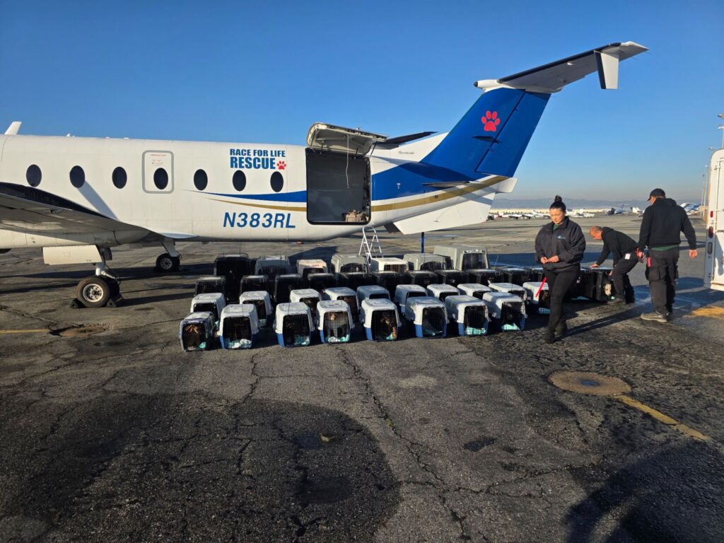 CROSS-COUNTRY RESCUE FLIGHT TRANSPORTS MORE THAN 40 DOGS AND PUPPIES ...