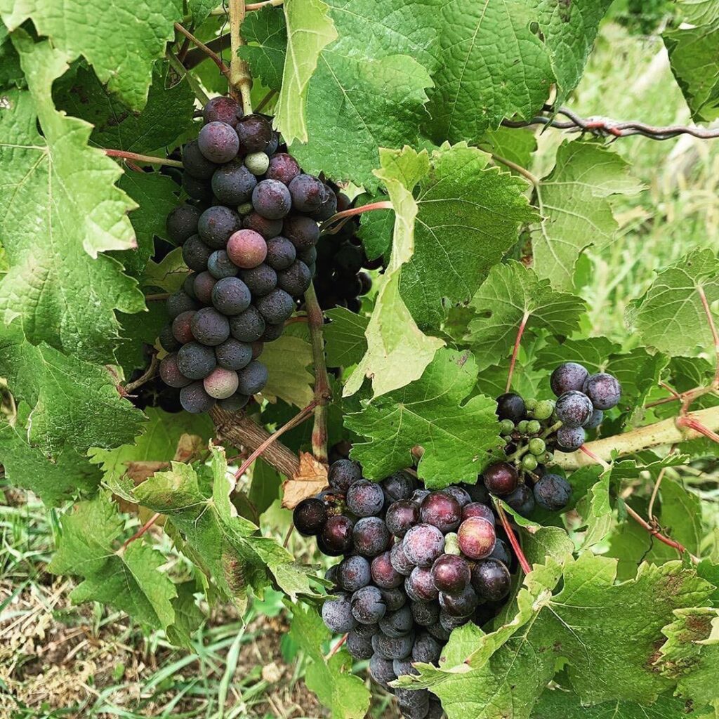 Bonnies fall just short against St. Joseph's after second half comeback ...